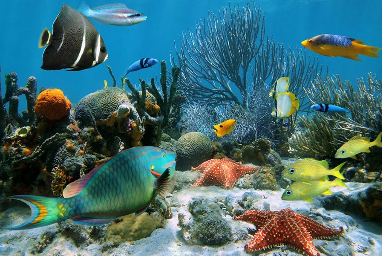 35 of the World's Most Beautiful Aquatic Animals - Pets Hyme