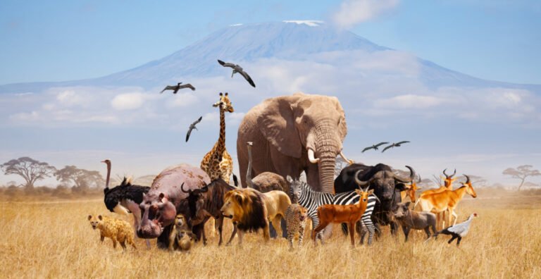 List of 25+ Common Wild Animals with Pictures - Pets Hyme