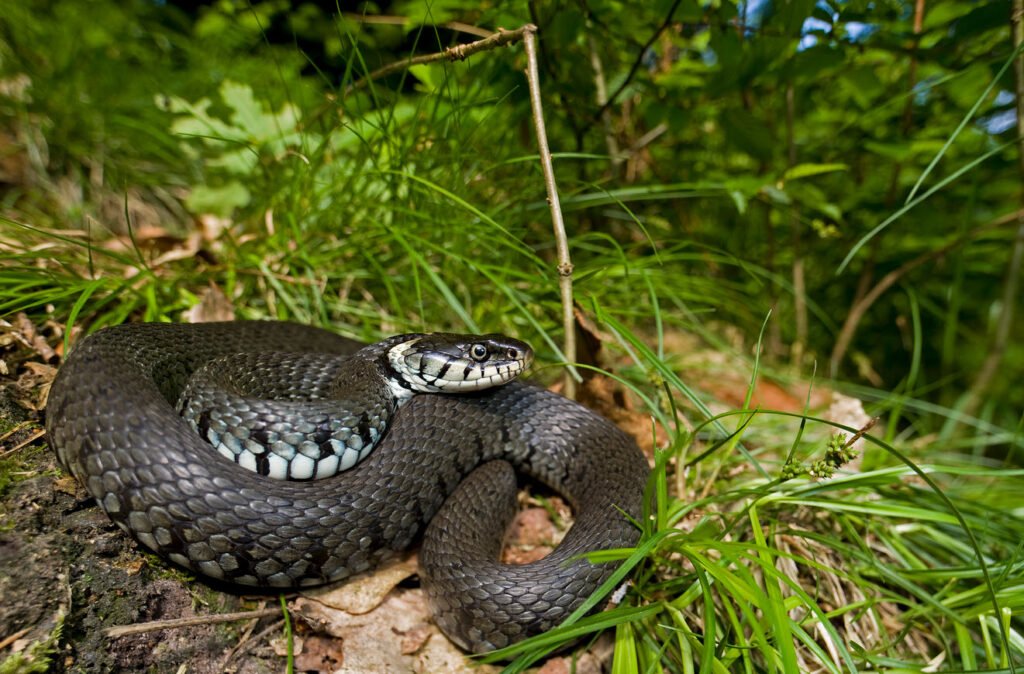 3 Native Snakes of Britain - A Closer Look at Adder, Smooth Snake, and ...