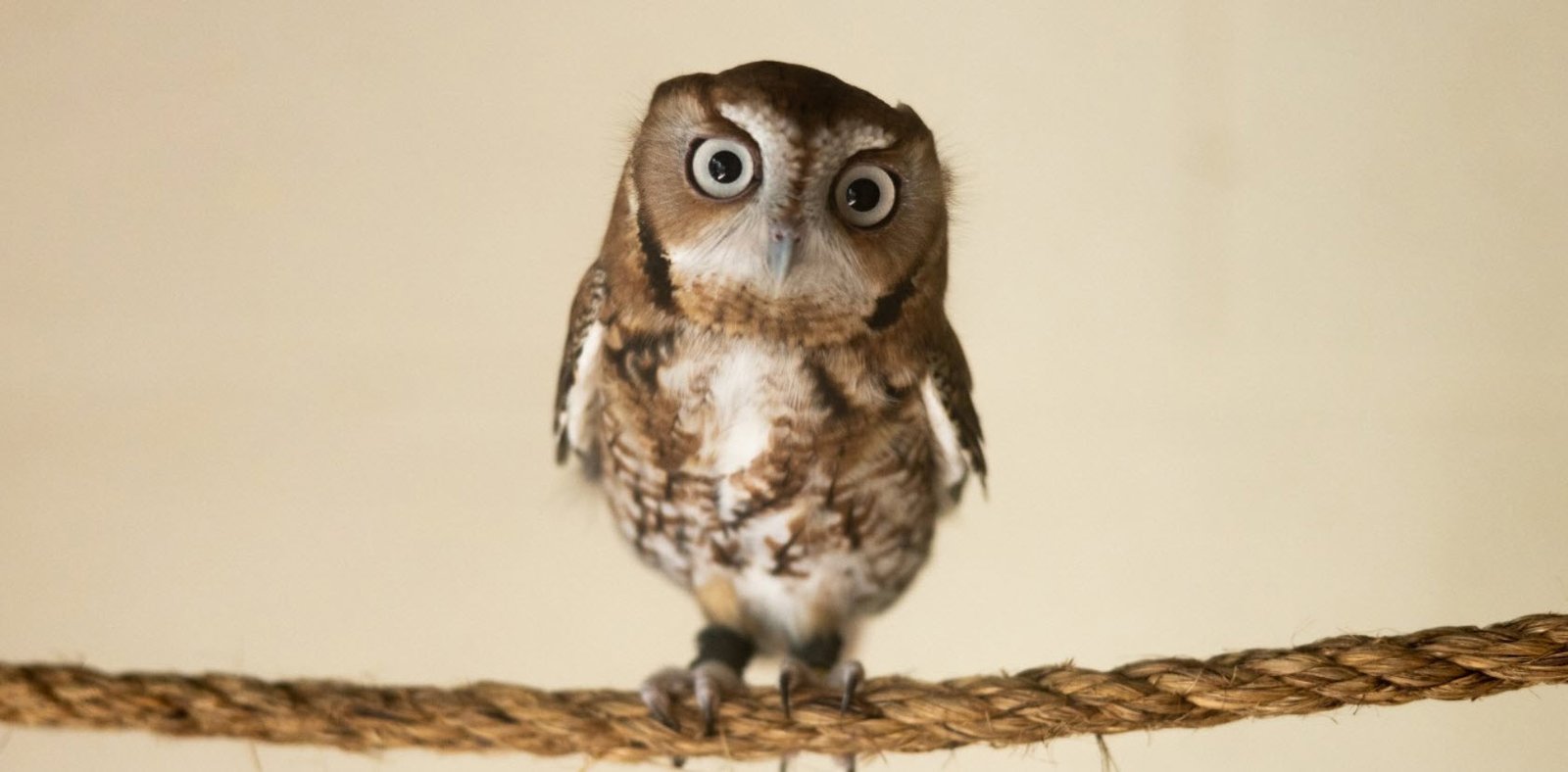21 Different Types of Owls You Should Know - Pets Hyme