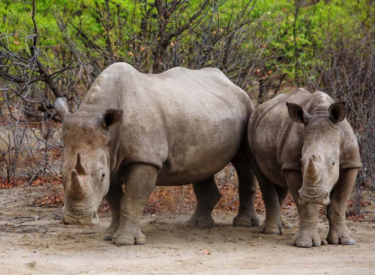 List of 25+ Common Wild Animals with Pictures - Pets Hyme