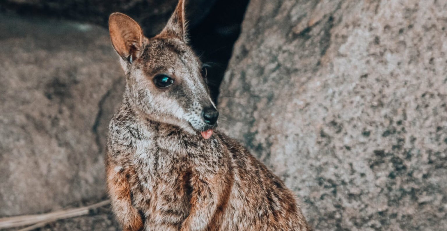 Top 24 Fascinating Australian Animals - With Photos - Pets Hyme