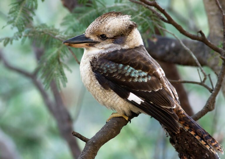 Top 24 Fascinating Australian Animals - With Photos - Pets Hyme