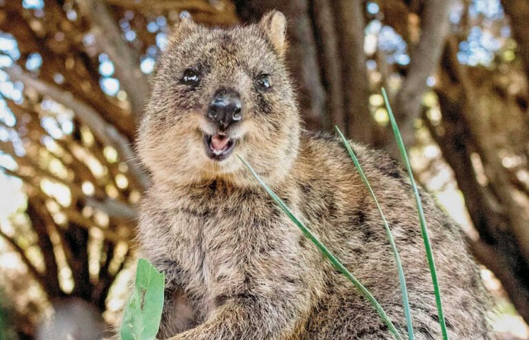 Top 24 Fascinating Australian Animals - With Photos - Pets Hyme