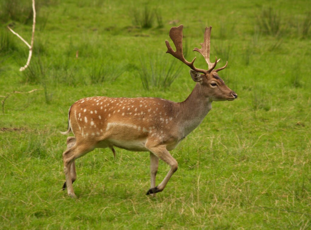 Learn About All of the Major 23 Deer Species - Pets Hyme