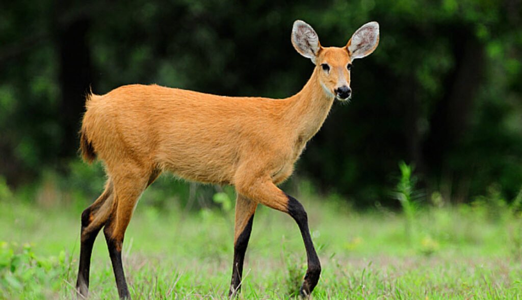 Learn About All of the Major 23 Deer Species - Pets Hyme