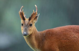 Learn About All of the Major 23 Deer Species - Pets Hyme