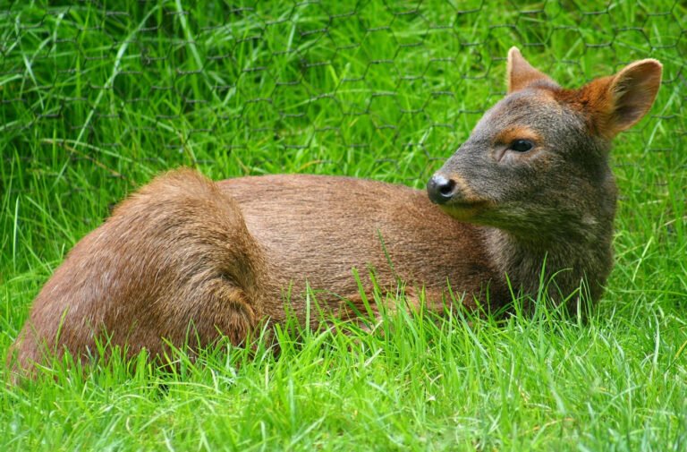 Learn About All of the Major 23 Deer Species - Pets Hyme