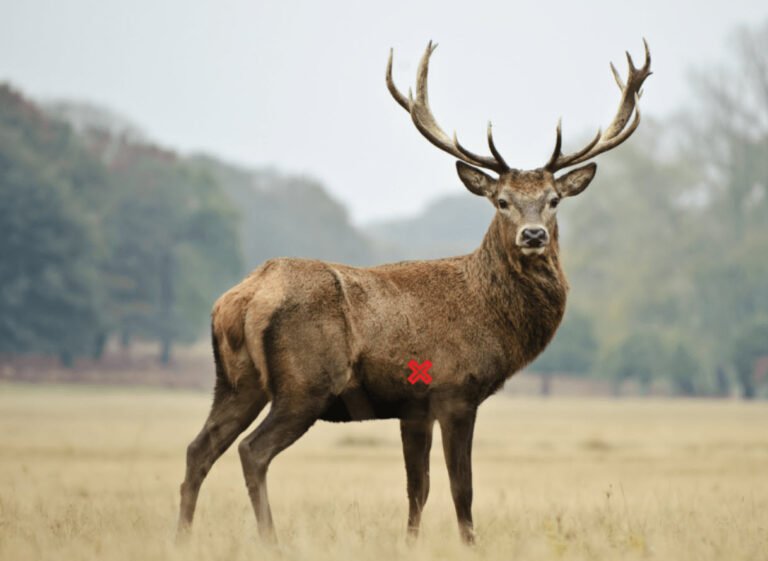 Learn About All of the Major 23 Deer Species - Pets Hyme